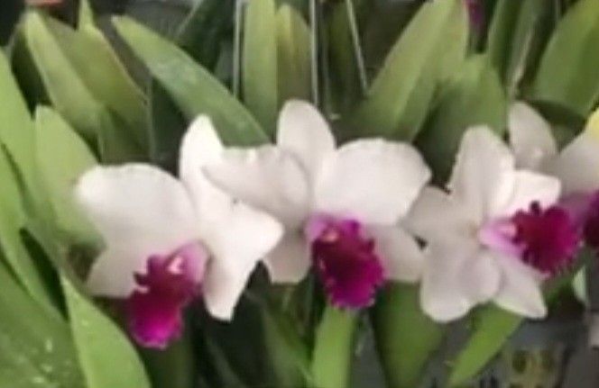 Mini cattleya orchid, Furniture & Home Living, Gardening, Pots & Planters on Carousell