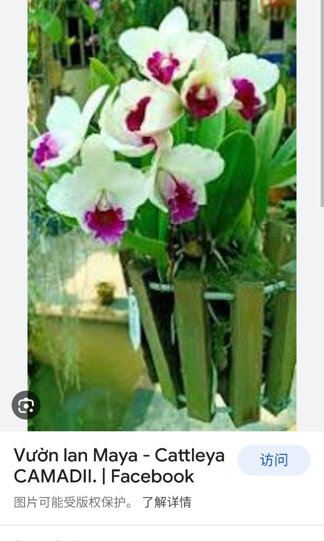 Mini cattleya orchid, Furniture & Home Living, Gardening, Pots & Planters on Carousell
