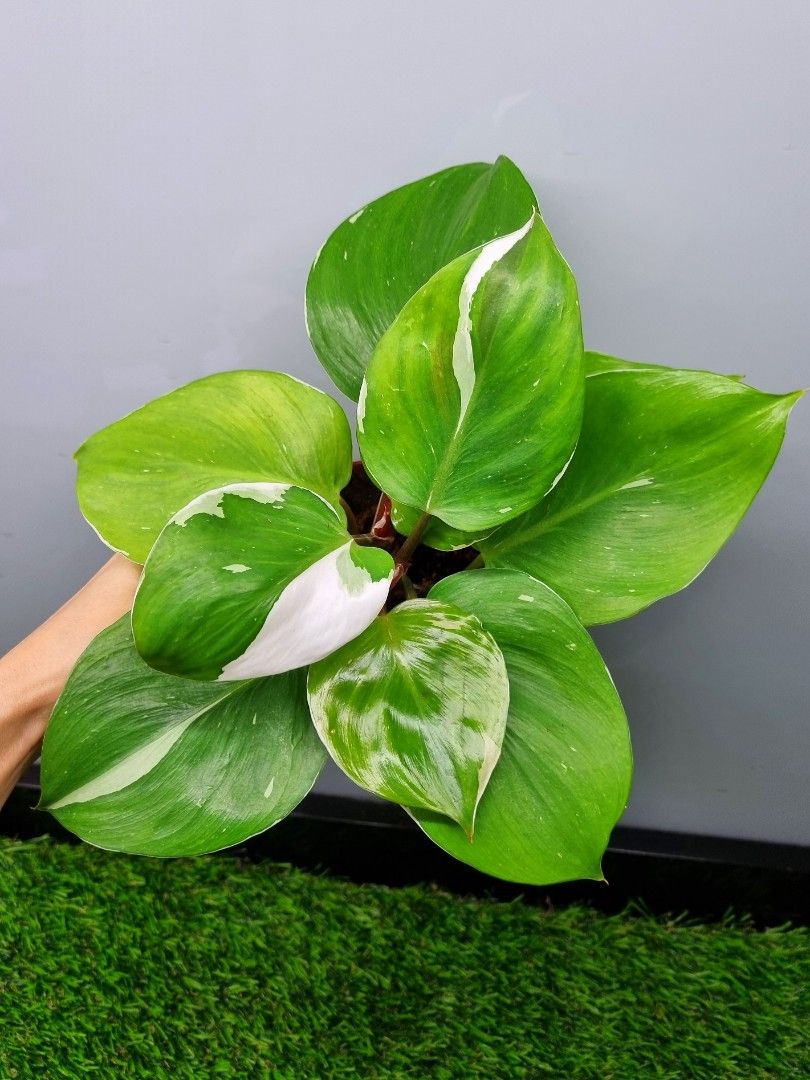 Philodendron White Knight, Furniture & Home Living, Gardening, Plants ...