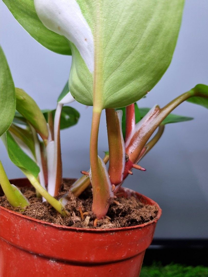 Philodendron White Knight, Furniture & Home Living, Gardening, Plants ...