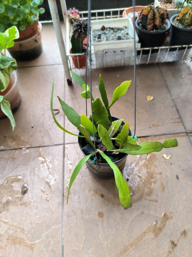 Pokok bakawali, Furniture & Home Living, Gardening, Plants & Seeds on ...