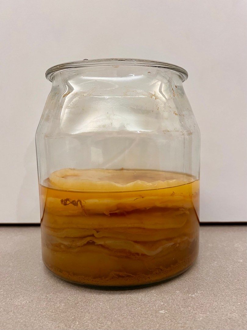 Kombucha SCOBY healthy home brew beverage drink with starter tea, Food ...