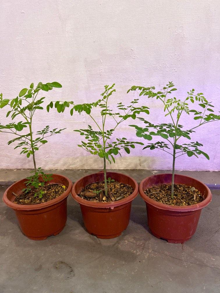 Moringa Plant $10 each pot, Furniture & Home Living, Gardening, Plants ...