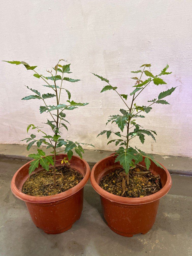 Neem Plant $10 each pot, Furniture & Home Living, Gardening, Plants ...