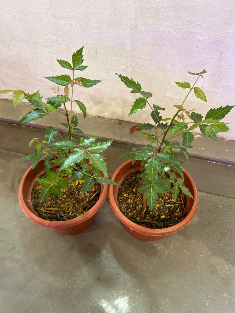 Neem Plant $10 each pot, Furniture & Home Living, Gardening, Plants ...