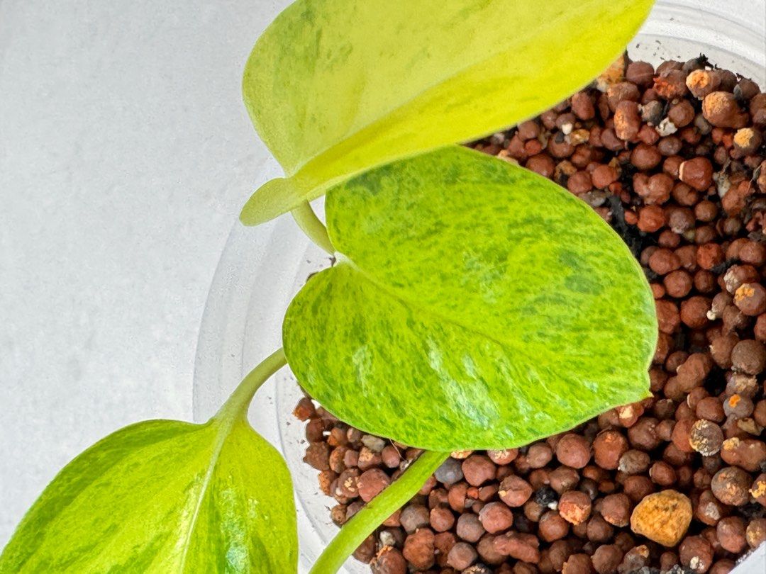 Epipremnum aureum ‘Teruno Carnival’ pothos, Furniture & Home Living ...