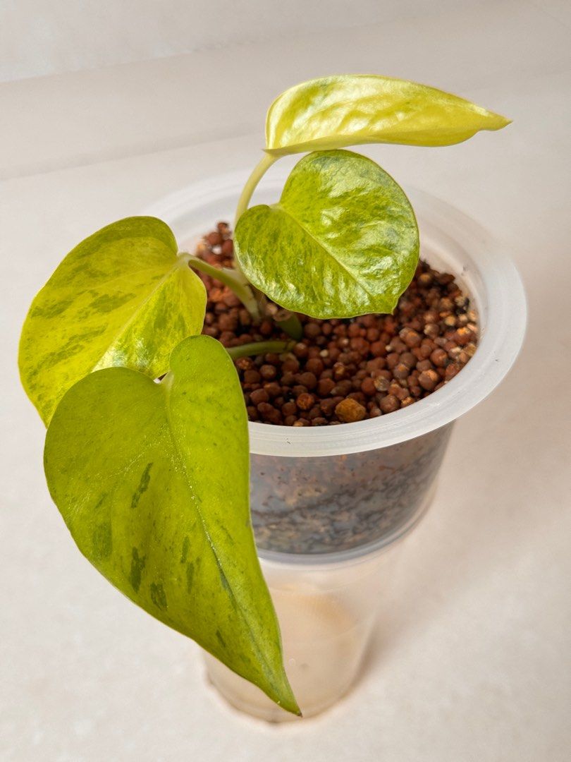 Epipremnum aureum ‘Teruno Carnival’ pothos, Furniture & Home Living ...