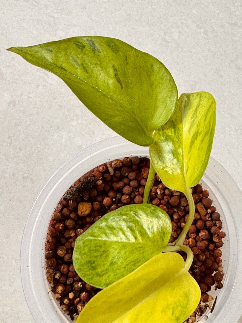 Epipremnum aureum ‘Teruno Carnival’ pothos, Furniture & Home Living ...