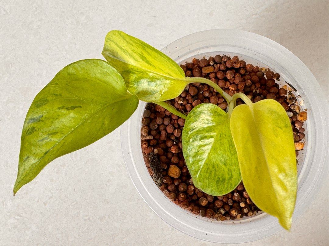 Epipremnum aureum ‘Teruno Carnival’ pothos, Furniture & Home Living ...