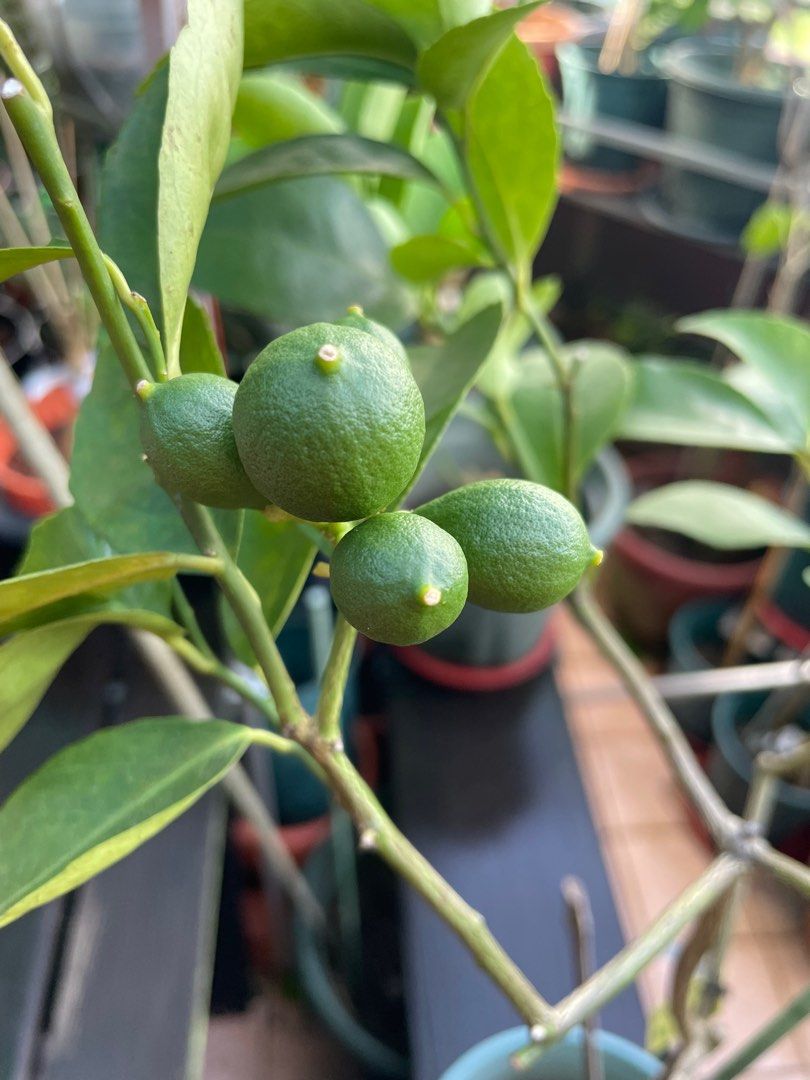 Grafted Thornless Meyer Lemon Potted Plant (Balcony/Outdoors ...