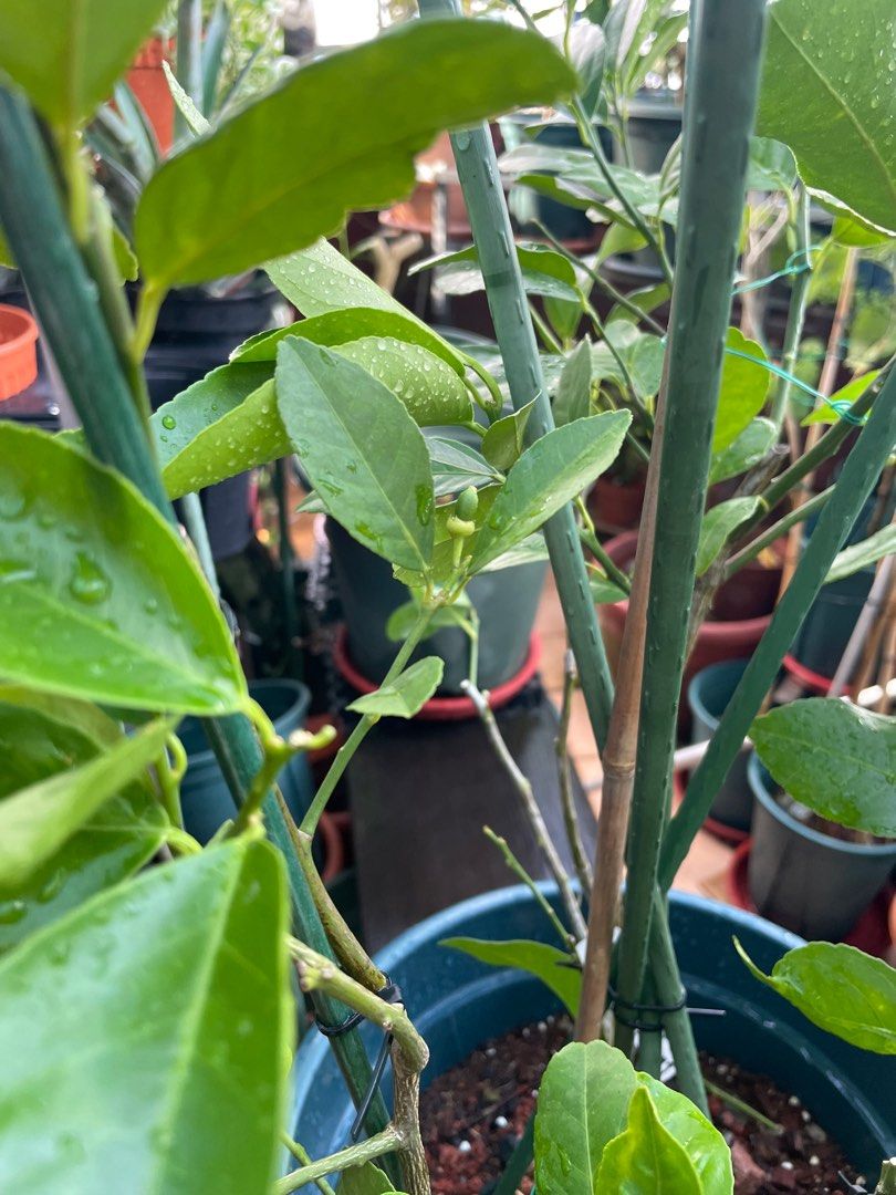 Grafted Thornless Meyer Lemon Potted Plant (Balcony/Outdoors ...