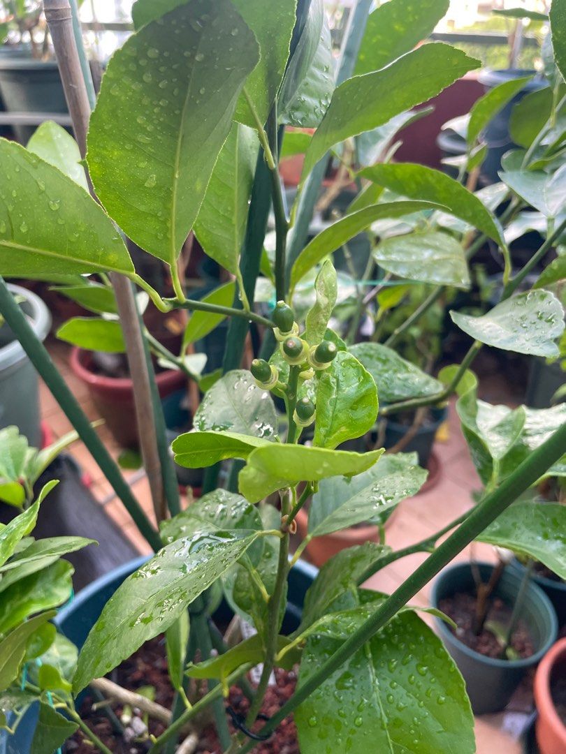 Grafted Thornless Meyer Lemon Potted Plant (Balcony/Outdoors ...