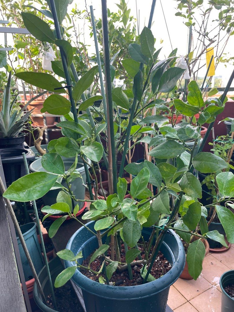 Grafted Thornless Meyer Lemon Potted Plant (Balcony/Outdoors ...