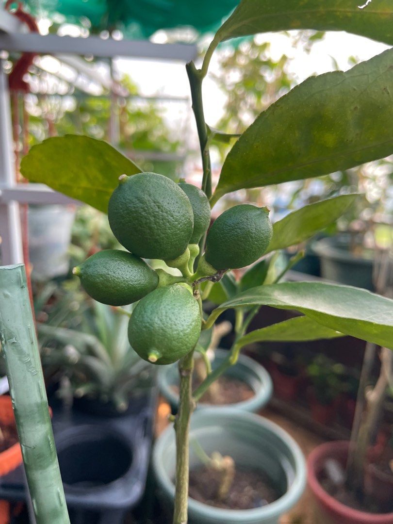 Grafted Thornless Meyer Lemon Potted Plant (Balcony/Outdoors ...