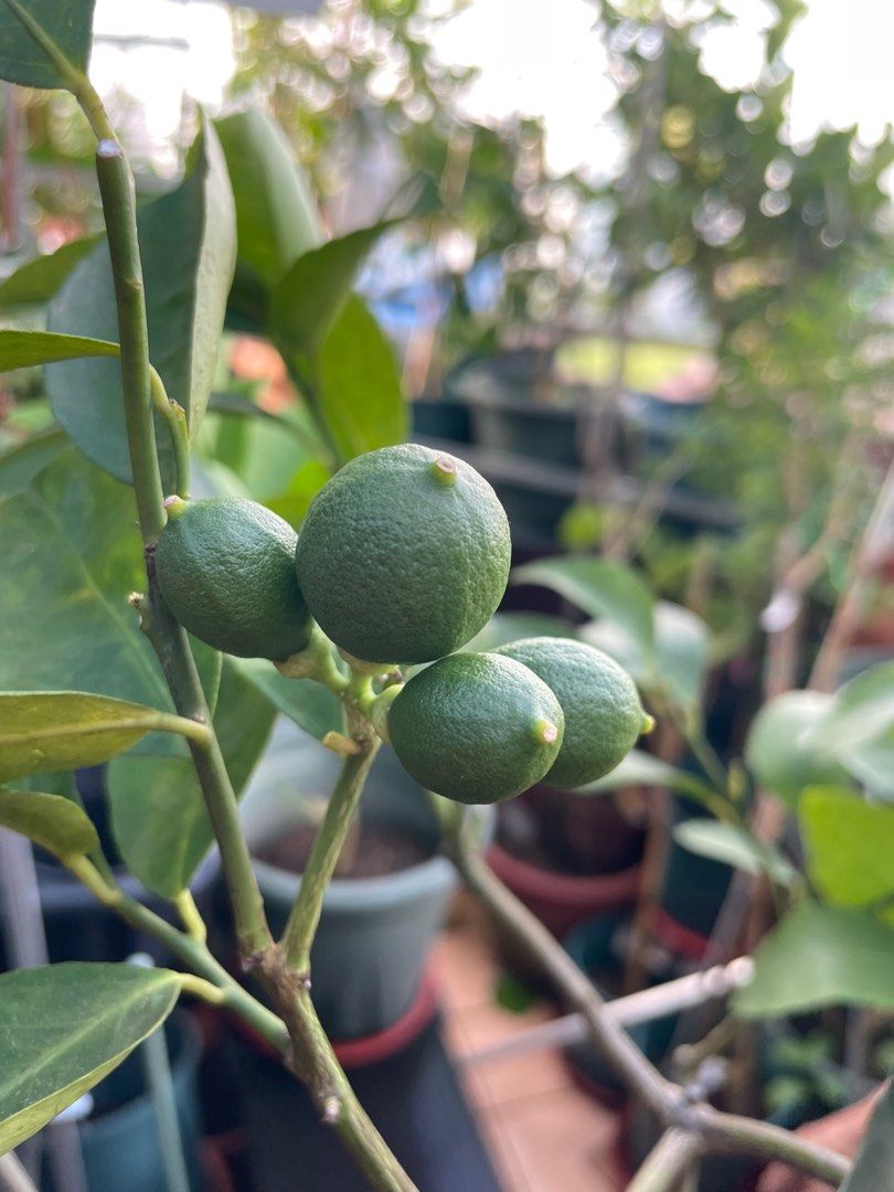 Grafted Thornless Meyer Lemon Potted Plant (Balcony/Outdoors ...