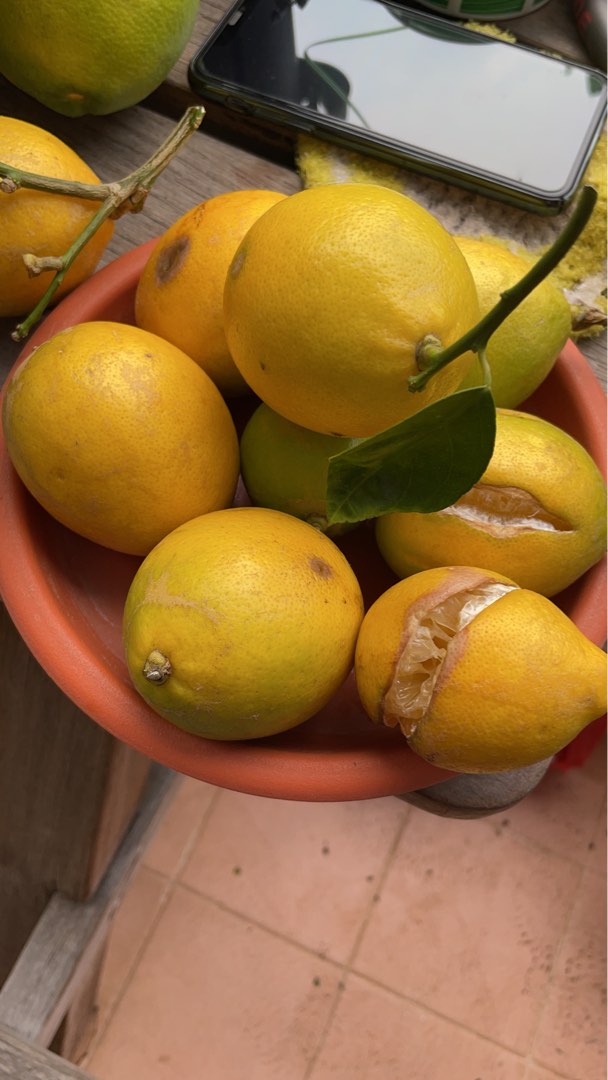 Grafted Thornless Meyer Lemon Potted Plant (Balcony/Outdoors ...