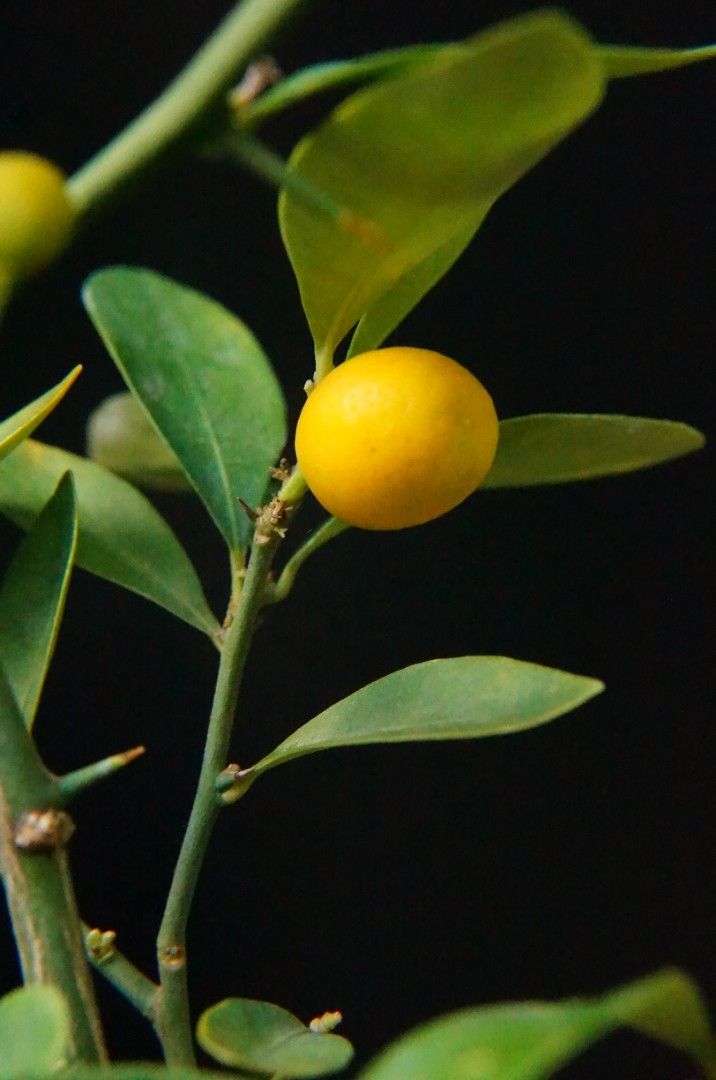 Hold) Kinzu Orange 金豆 盆景 迷你桔 連盆 22cm(H) 植物 Bonsai houseplants Plant 盆栽 ...