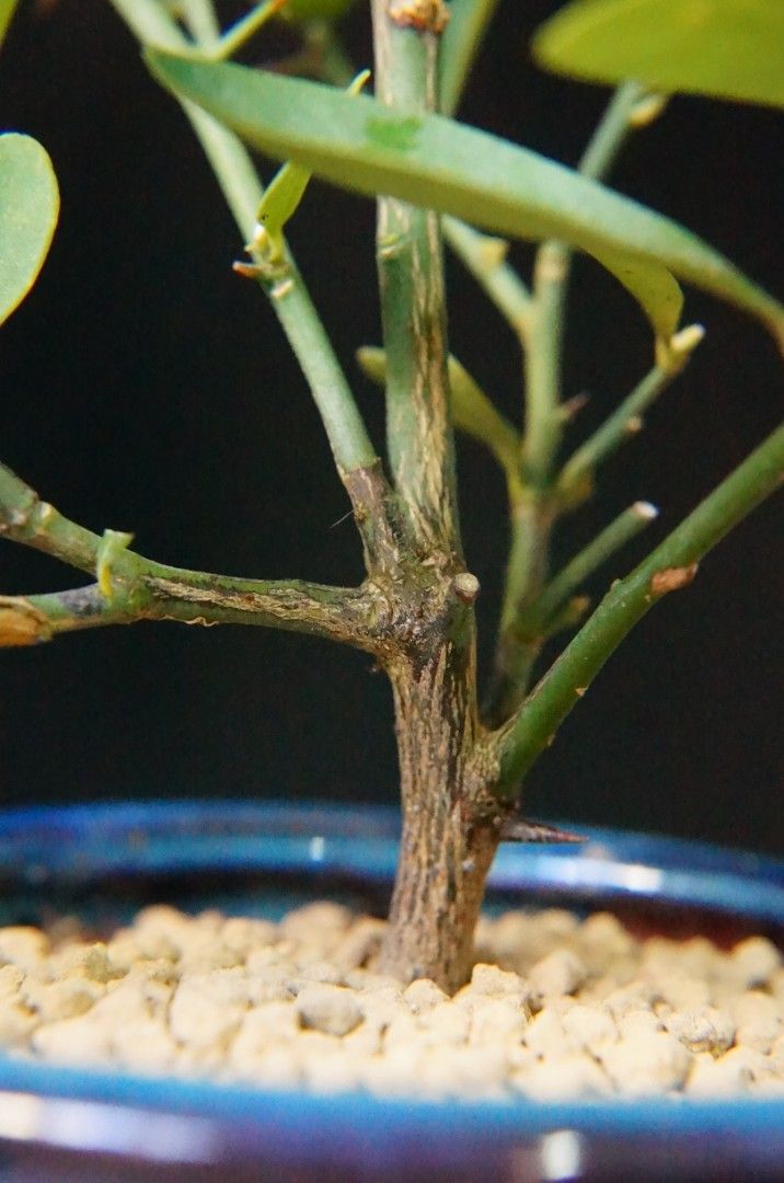 Hold) Kinzu Orange 金豆 盆景 迷你桔 連盆 22cm(H) 植物 Bonsai houseplants Plant 盆栽 ...