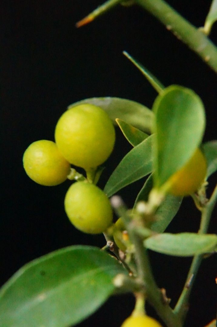 Hold) Kinzu Orange 金豆 盆景 迷你桔 連盆 22cm(H) 植物 Bonsai houseplants Plant 盆栽 ...