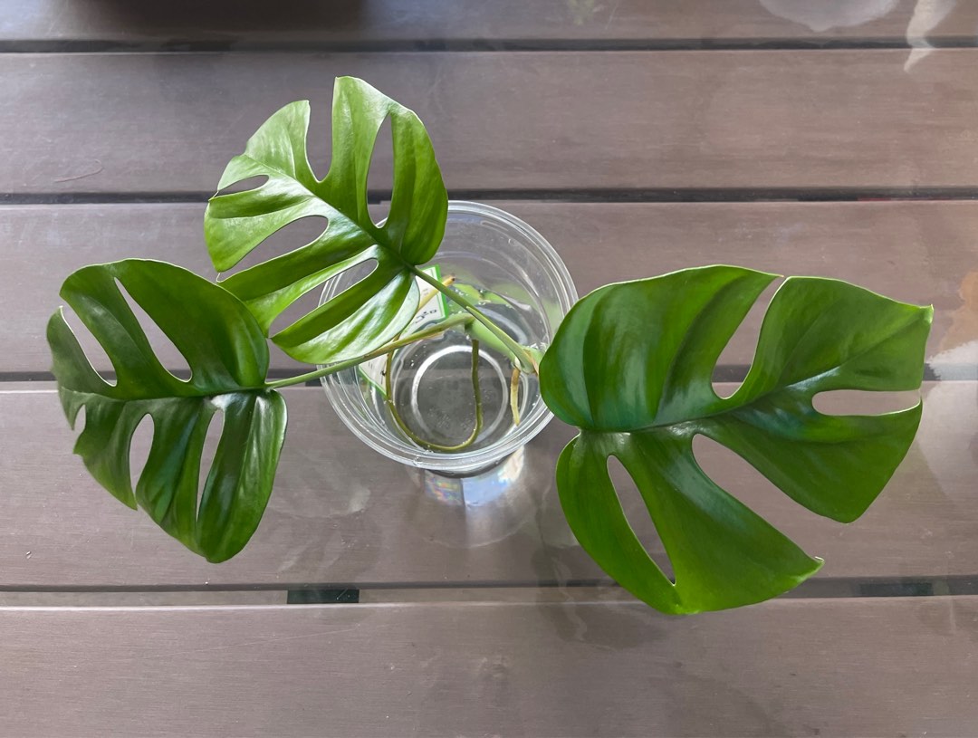 Mini Monstera, Furniture & Home Living, Gardening, Plants & Seeds on ...