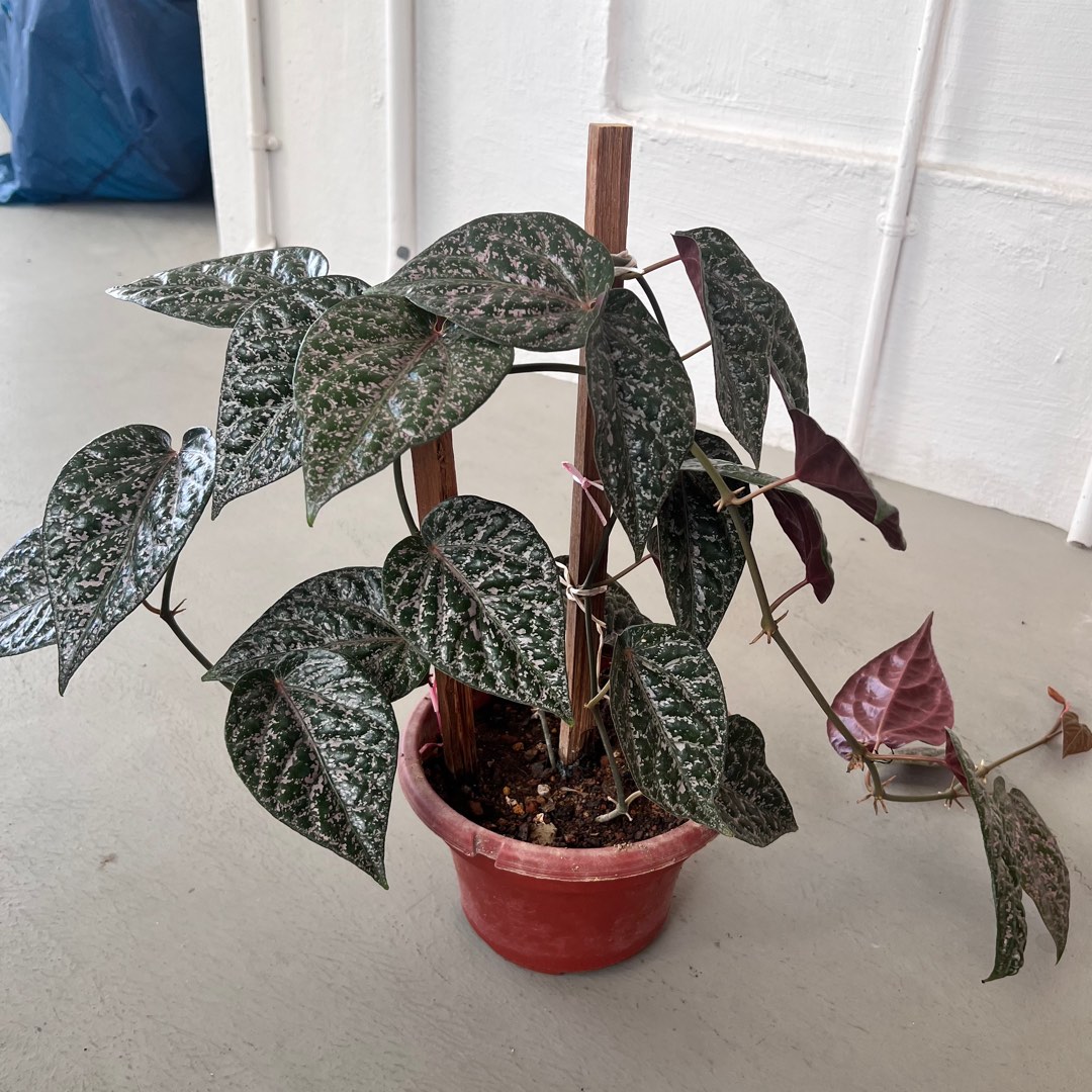 Piper Ornatum Plant, Furniture & Home Living, Gardening, Plants & Seeds ...