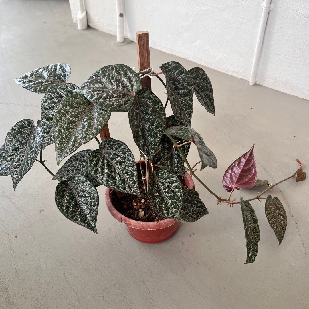 Piper Ornatum Plant, Furniture & Home Living, Gardening, Plants & Seeds ...