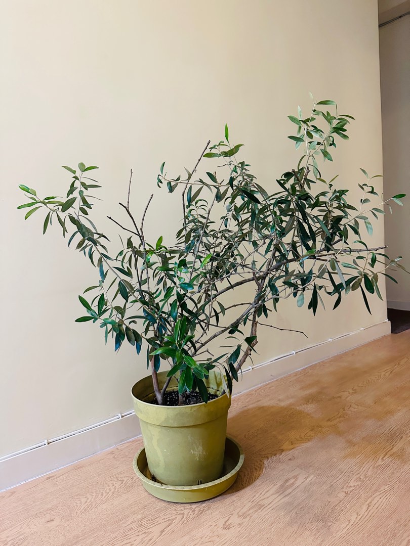 Real olive tree for sell, 傢俬＆家居, 園藝, 植物及種子 - Carousell