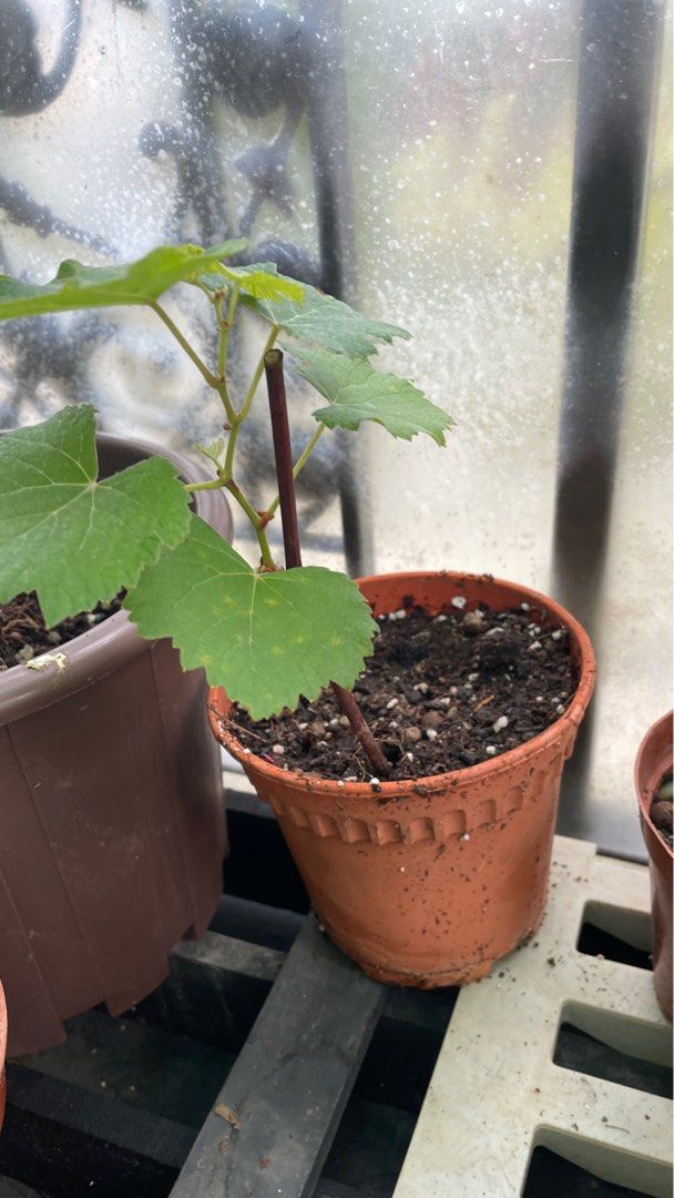 Red Isabella grape ! Sweet n fragrance !, Furniture & Home Living ...