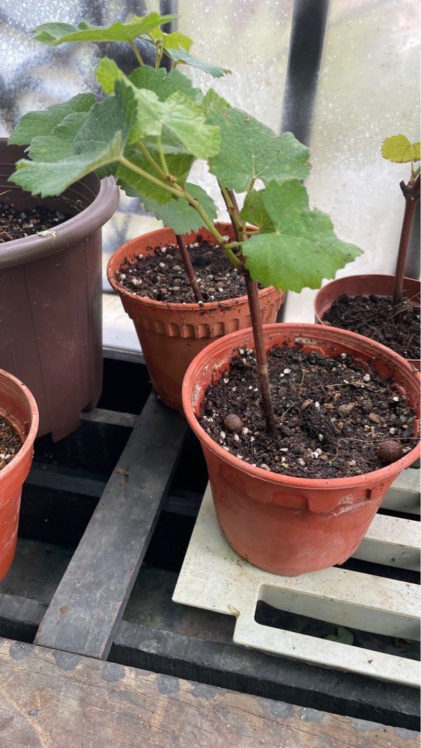 Red Isabella grape ! Sweet n fragrance !, Furniture & Home Living ...