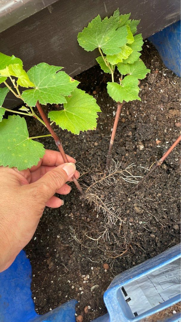 Red Isabella grape ! Sweet n fragrance !, Furniture & Home Living ...