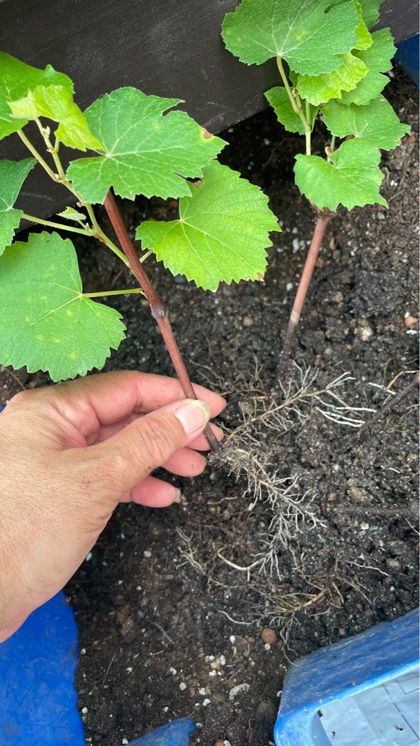 Red Isabella grape ! Sweet n fragrance !, Furniture & Home Living ...