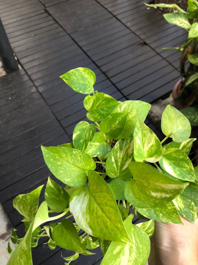 Trailing golden Pothos/ money Plant, Furniture & Home Living, Gardening ...