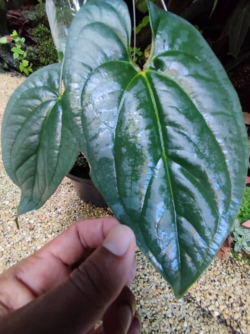 Anthurium sp silver Peru, Furniture & Home Living, Gardening, Plants ...