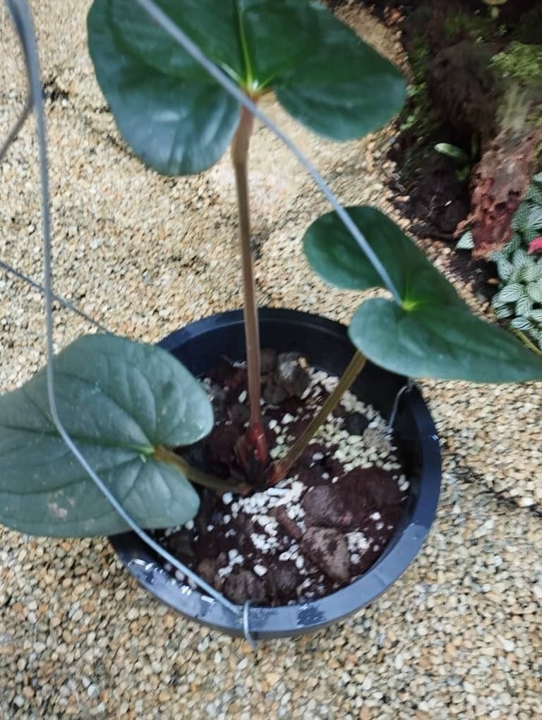 Anthurium sp silver Peru, Furniture & Home Living, Gardening, Plants ...