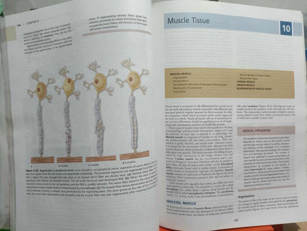 Junqueira's Basic Histology 12th edition, Hobbies & Toys, Books ...