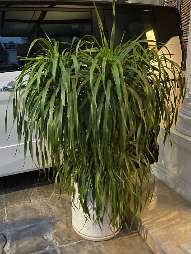 Plant and pot 130cm tall, Furniture & Home Living, Gardening, Pots ...