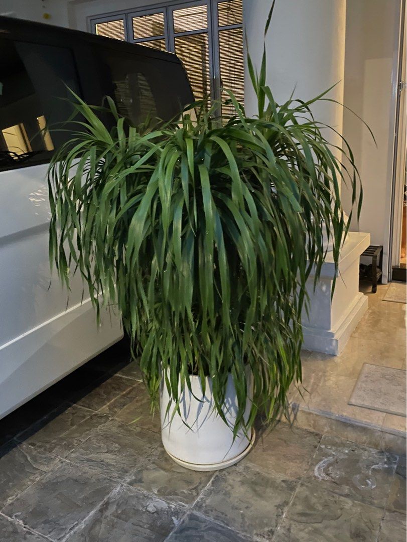 Plant and pot 130cm tall, Furniture & Home Living, Gardening, Pots ...