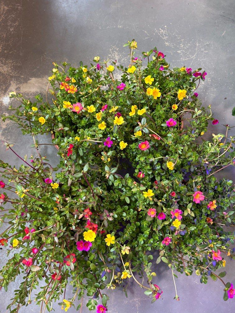 Portulaca Mix Colour Flowering Plant $9 each, Furniture & Home Living ...