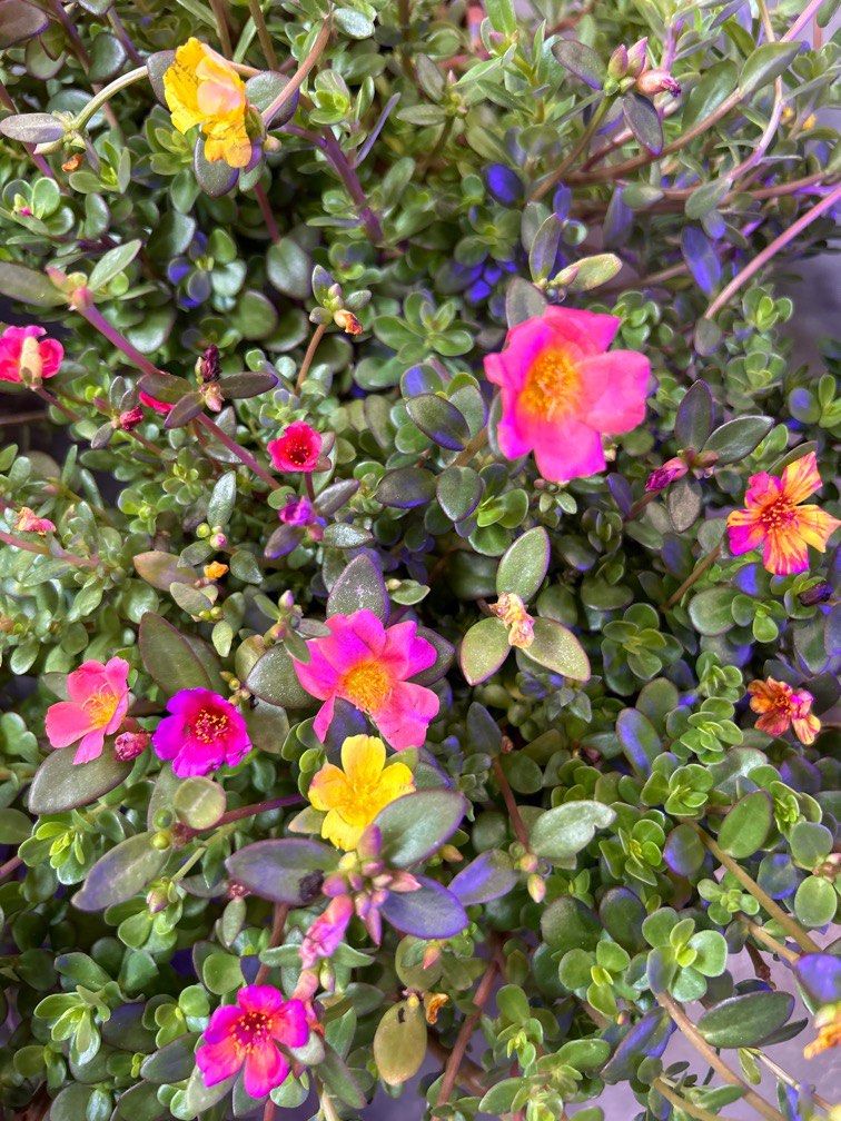 Portulaca Mix Colour Flowering Plant $9 each, Furniture & Home Living ...
