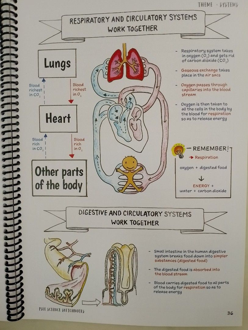 PSLE science sketchnotes, Hobbies & Toys, Books & Magazines, Assessment ...