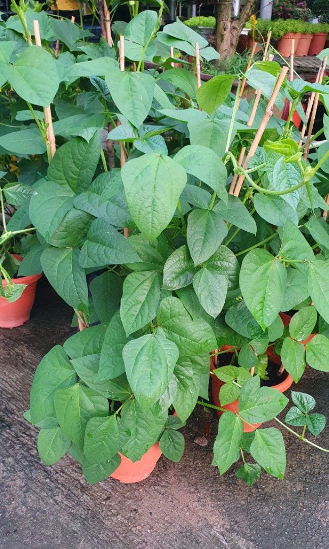 Veg plant - Long Bean Red, Chinese red noodle bean, yard long bean ...