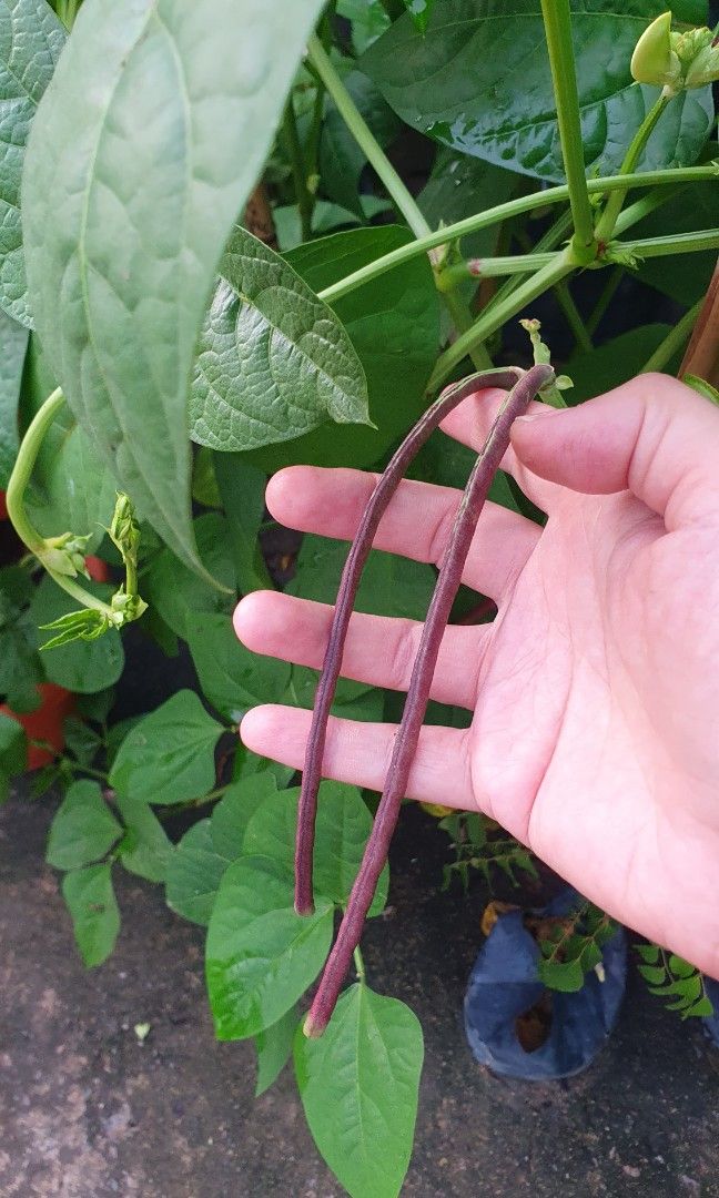 Veg plant - Long Bean Red, Chinese red noodle bean, yard long bean ...