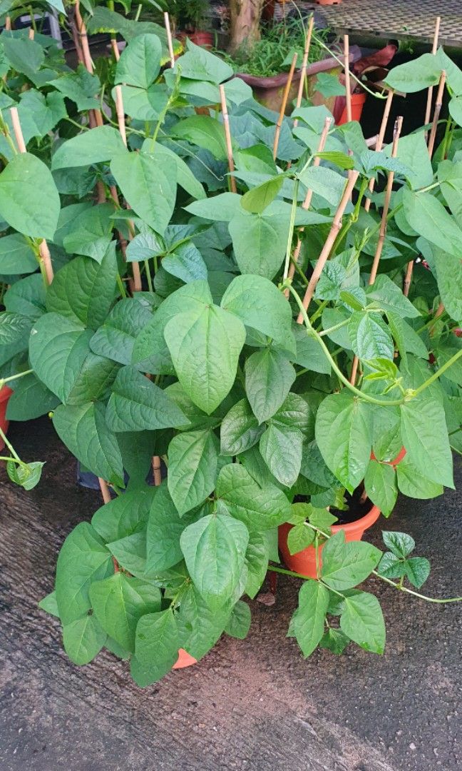 Veg plant - Long Bean Red, Chinese red noodle bean, yard long bean ...