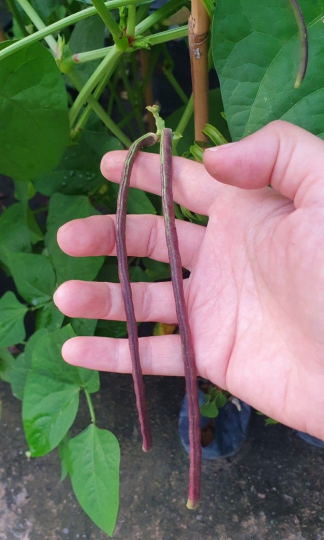 Veg plant - Long Bean Red, Chinese red noodle bean, yard long bean ...