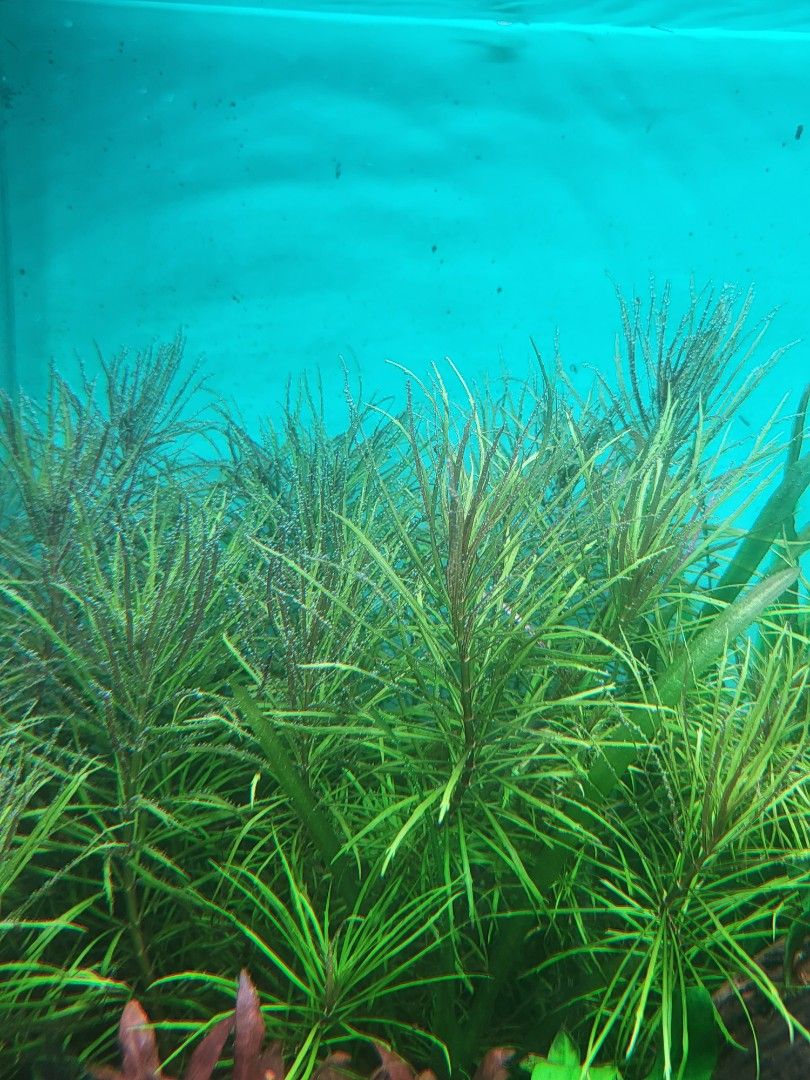 Aquatic plant Eustralis Stellata, Furniture & Home Living, Gardening ...