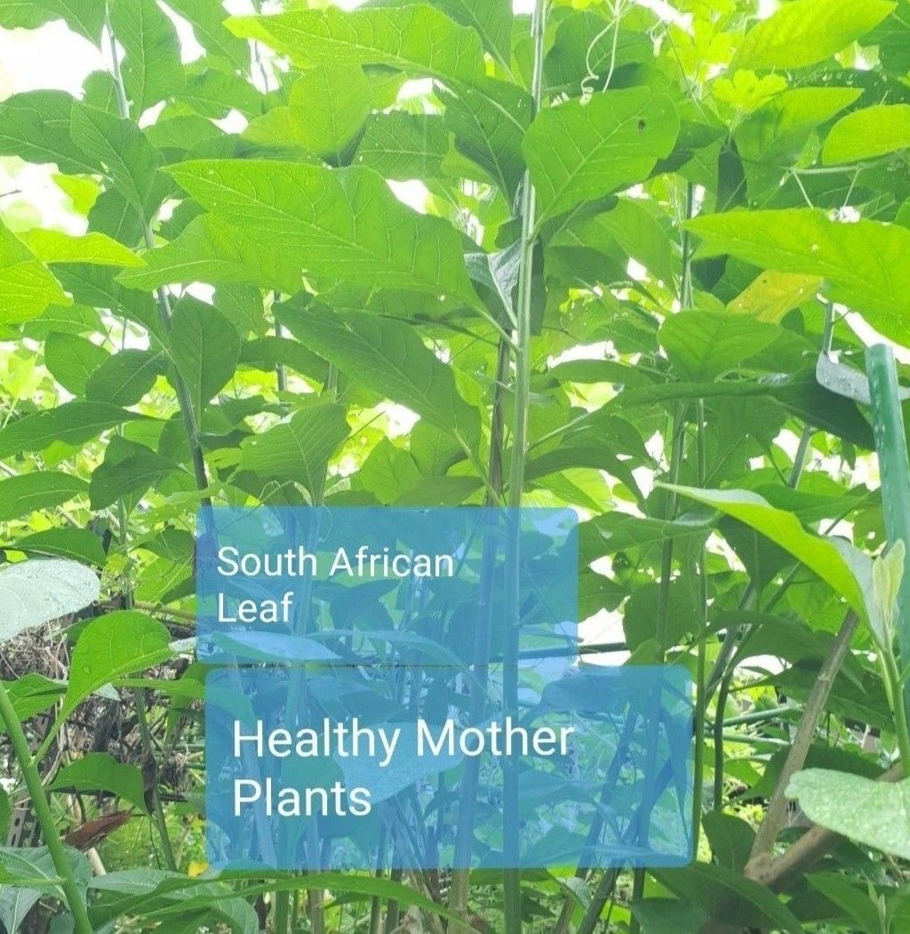 Cuttings of South African Leaf Plants, Furniture & Home Living ...