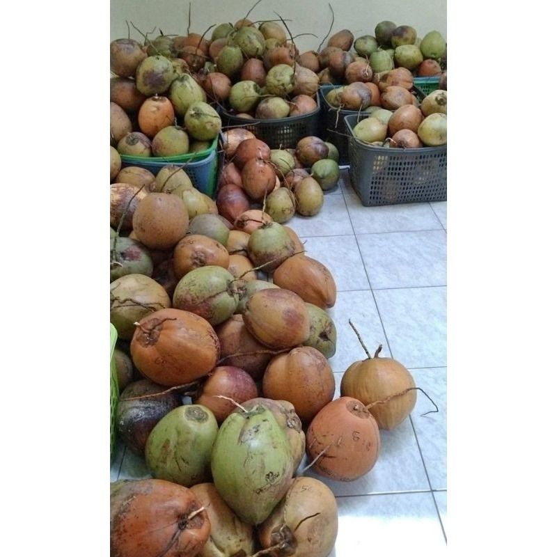 INDONESIAN COCONUT KOPYOR INDONESIAN READY-TO-EAT FRESH COCONUT KOPYOR ...