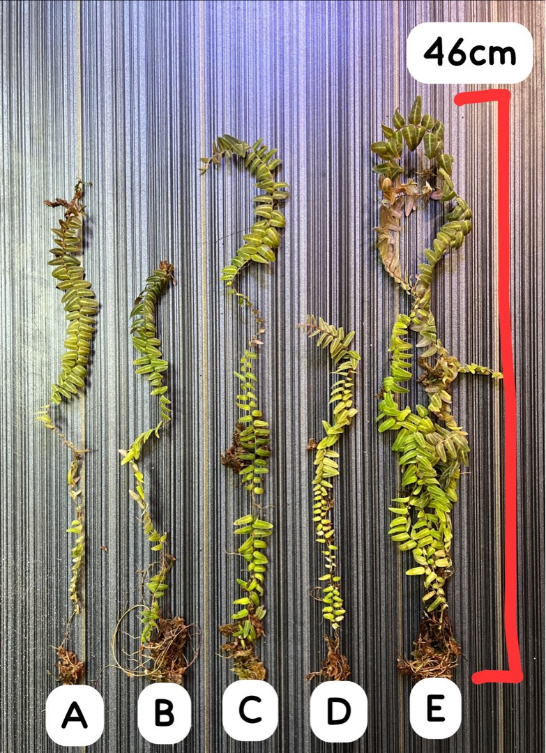 Marcgravia Umbellata. PM for price, Furniture & Home Living, Gardening ...