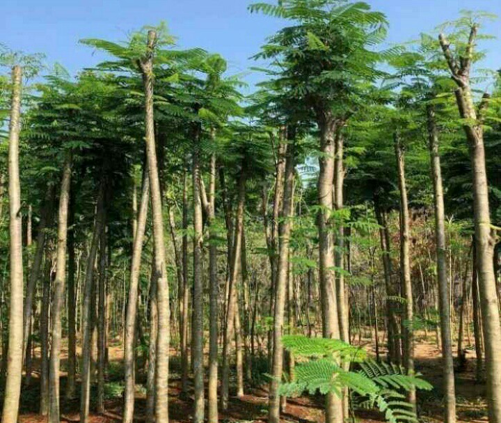 Pohon plamboyan, Perkebunan di Carousell