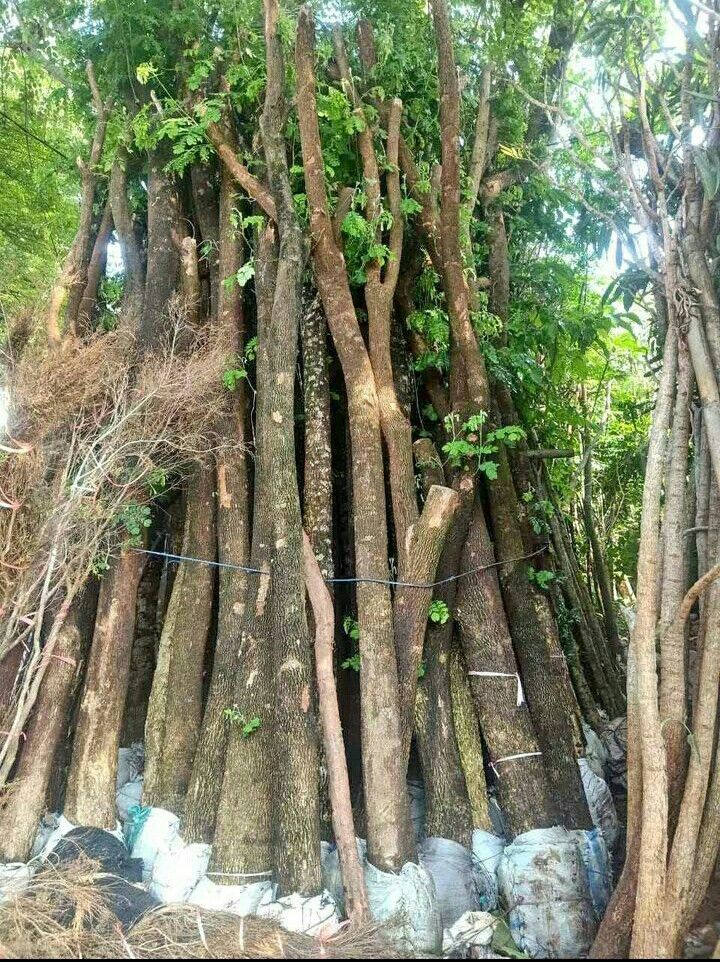 Pohon trembesi, Perkebunan di Carousell